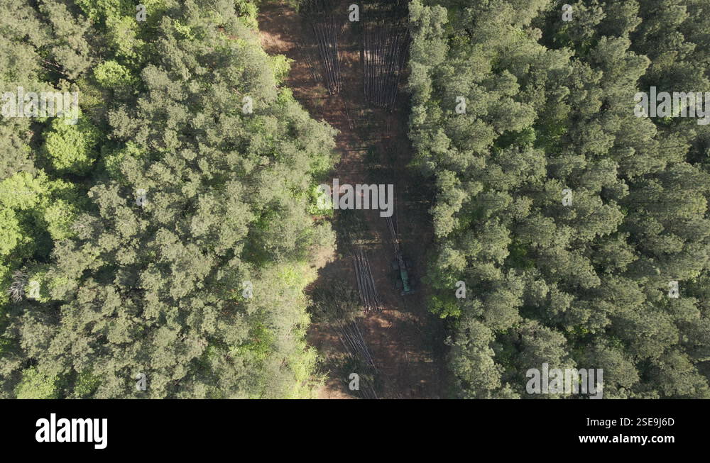 Drone of tree lumbering or deforestation, path cut through the forest ...