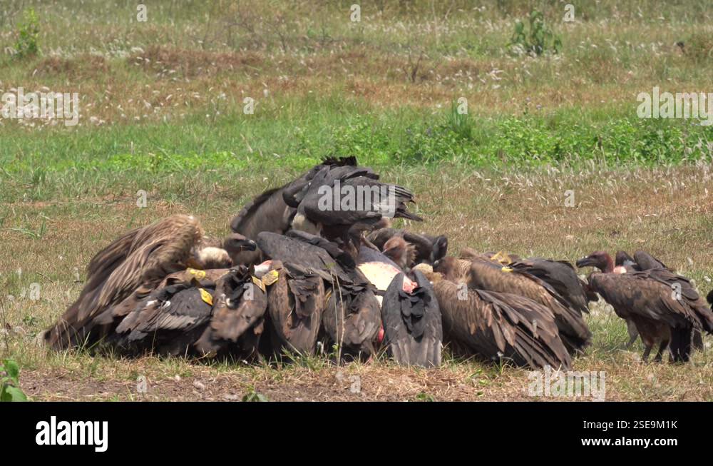 A bunch of vultures attacking and fighting over a carcass of a dead cow ...
