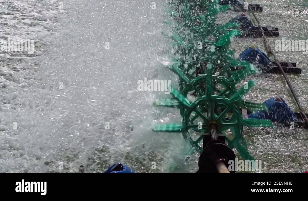 Aquaculture - Green Paddle Wheels Working On A Shrimp Farm At Son Hai ...