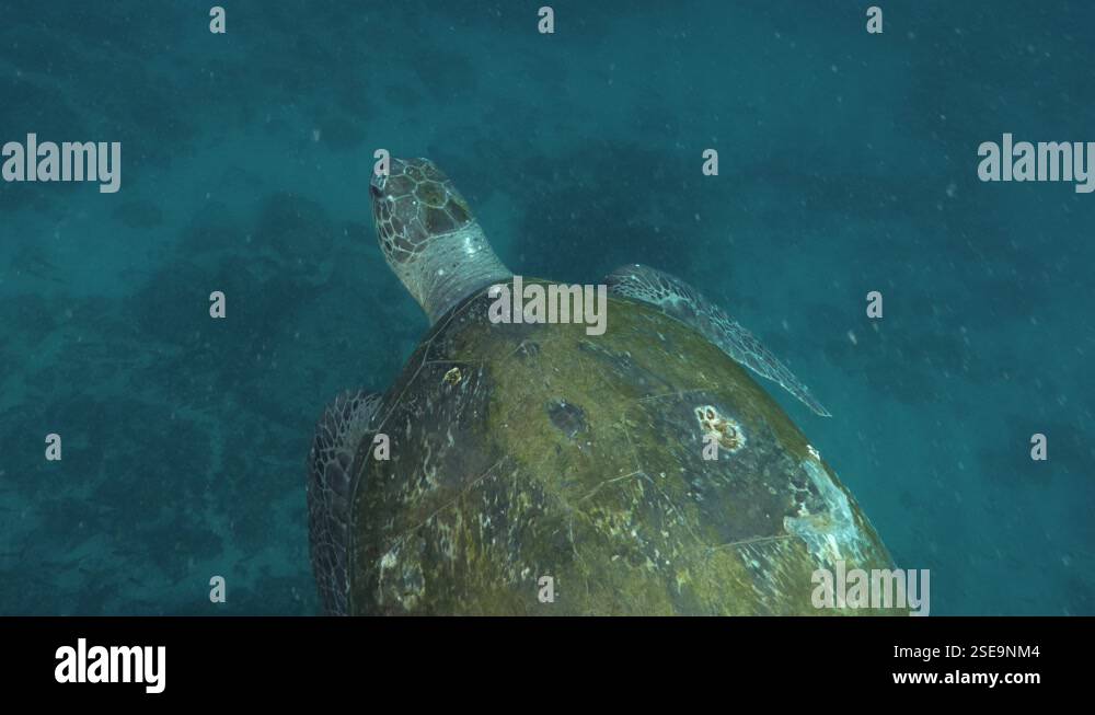 Unique perspective looking down at a sea turtle as it glides through ...