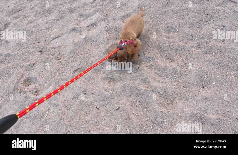 Cocker spaniel puppy wearing Stock Videos & Footage - HD and 4K Video ...