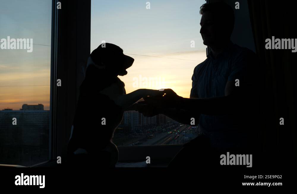 Man play with dog, give double high five, shake pet paws, silhouetted ...