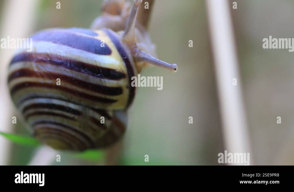 snail on a concrete, snail in the rain on a concrete slab, garden snail ...
