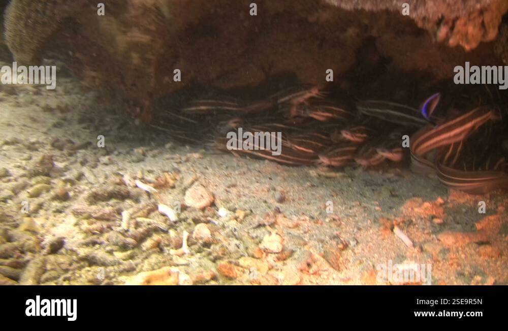 Striped Catfish (Plotosus lineatus) on a coral reef in the Philippines ...