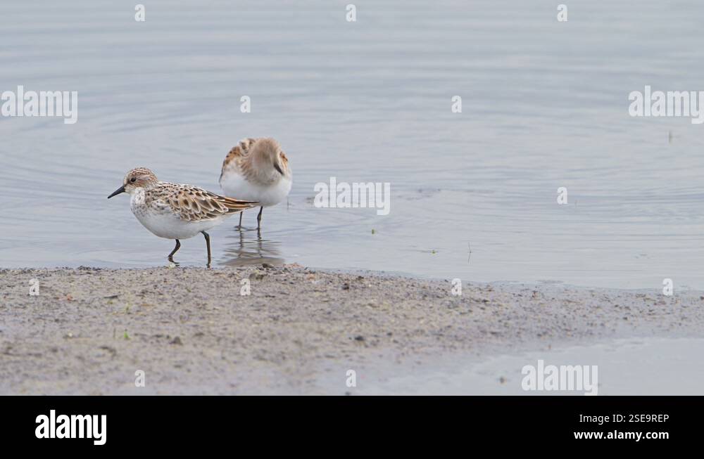 Two Little stint birds (Calidris minuta) preening - cleaning near a ...