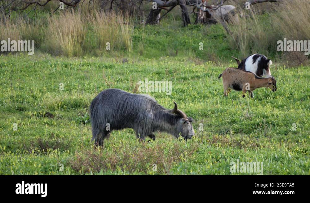 Slow motion shot of goats grazing outside in Sardinia, Italy Stock ...