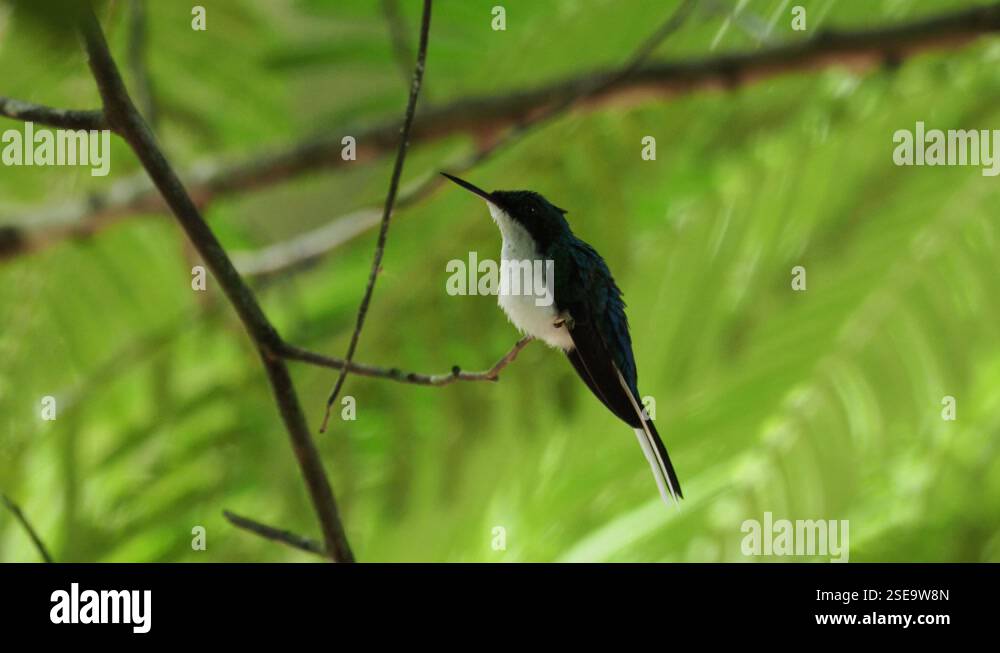 Purple crowned fairy heliothryx Stock Videos & Footage - HD and 4K ...