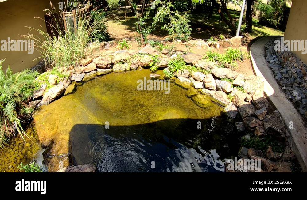 Ducks swimming in a man made pond Stock Video Footage - Alamy