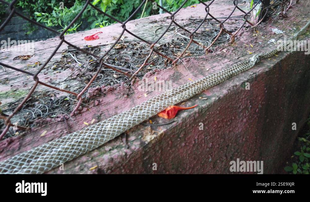 The Indian rat snake, Ptyas mucosa also known as Dhaman snake shed skin ...