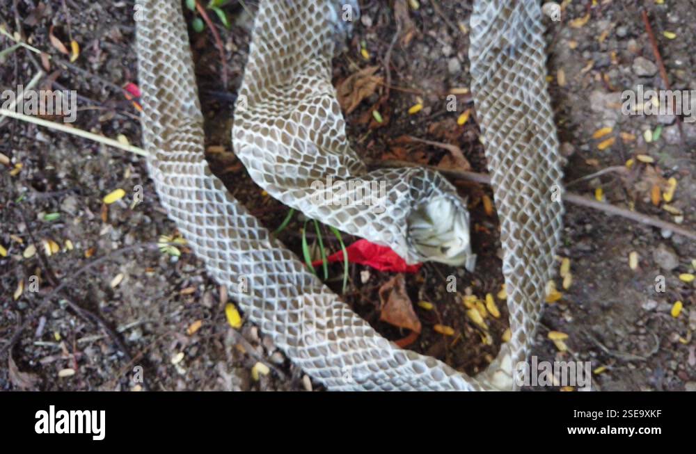 The Indian rat snake, Ptyas mucosa also known as Dhaman snake shed skin ...