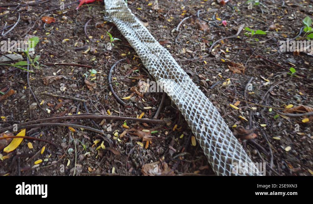 The Indian rat snake, Ptyas mucosa also known as Dhaman snake shed skin ...