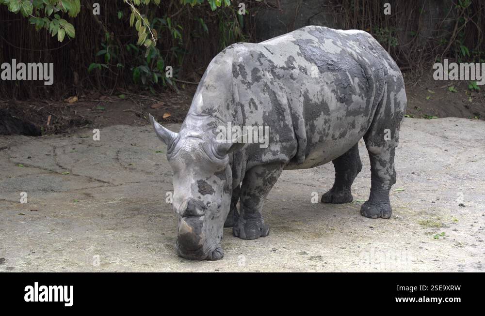 Muddy rhino rhinoceros living in the dirts mud life in the zoo wildlife ...