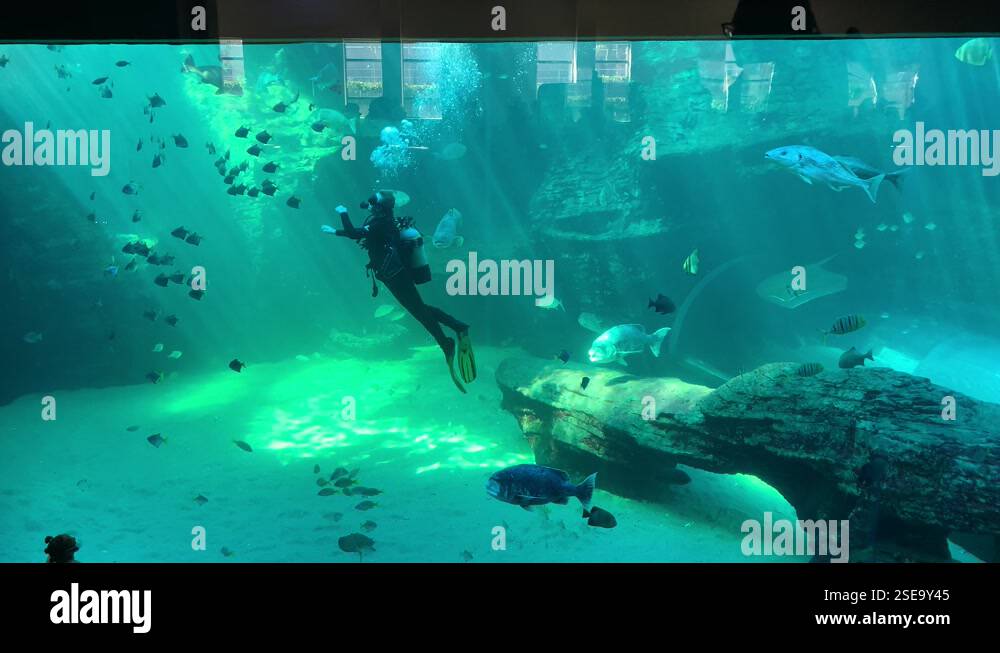 Scuba diving in a large fish tank at the Two Oceans Aquarium Stock ...