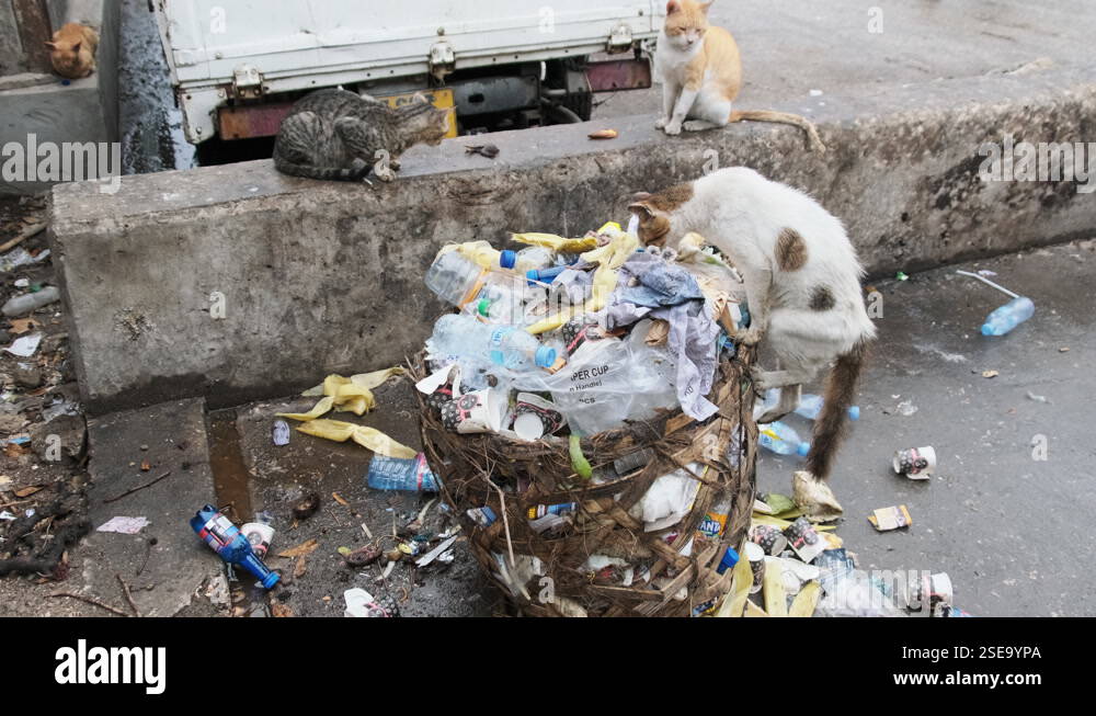Stray Cats Eat Rotten Food from Dirty Dumpster, Poor Africa, Stone Town ...