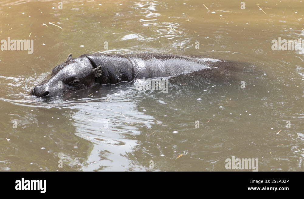 The pygmy hippo (Choeropsis liberoensis) swims and dives underwater in ...