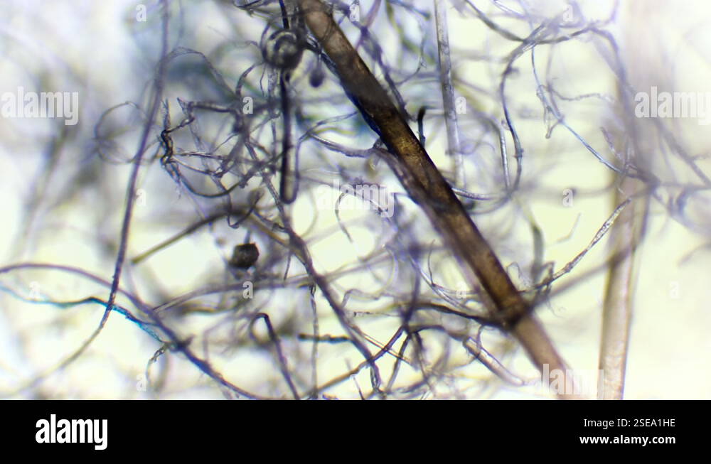 Lint Stock Videos & Footage - HD and 4K Video Clips - Alamy