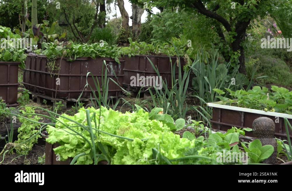 On natural open farm pan left veggie patch green farm growing food ...