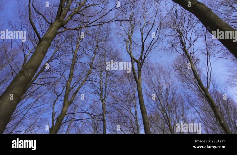 Tree tops spinning around, shot in a forest in Denmark Stock Video ...