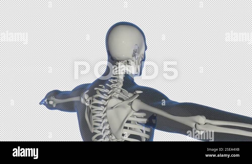 Skeletal System With Alpha Channel Stock Video Footage - Alamy
