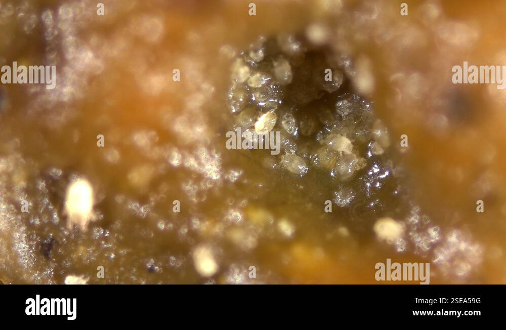 Soil mites of the Acaridae family under a microscope. saprophages Stock ...