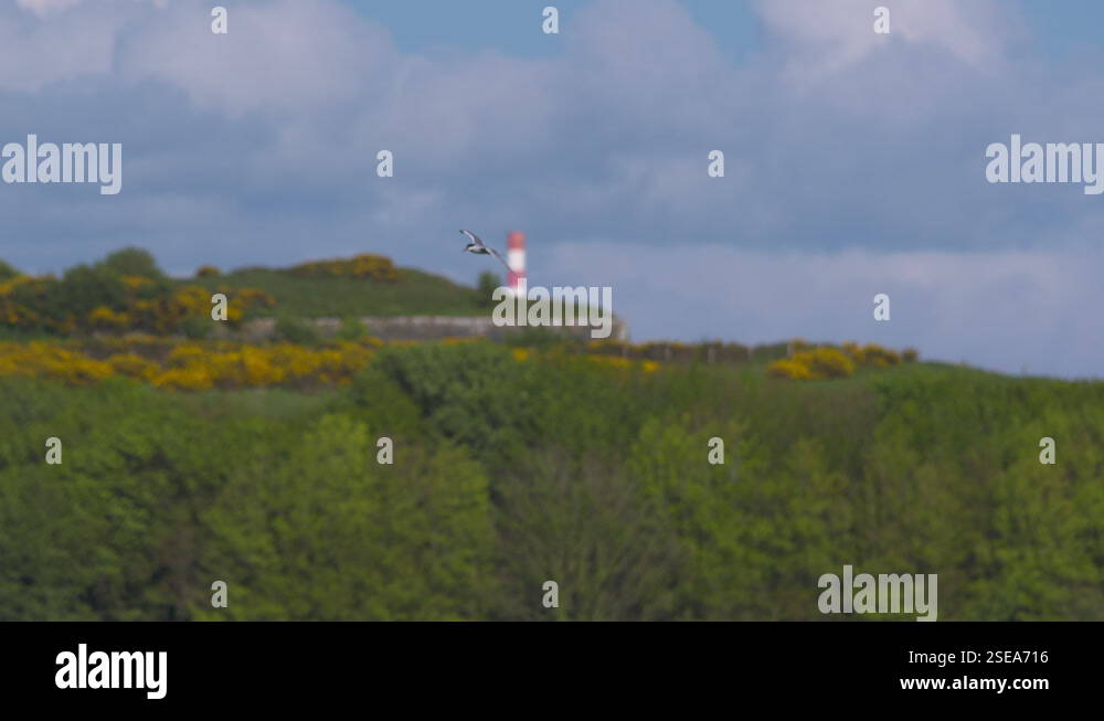 Tern sea bird flying soaring wind lighthouse blue sky super slow motion ...
