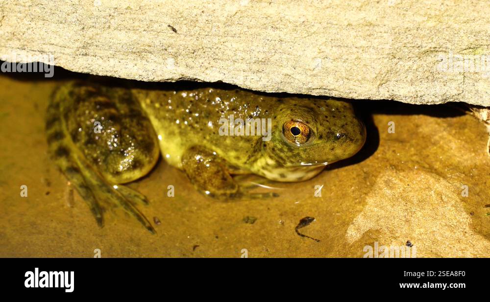 Extremely close up video of a juvenile bullfrog(Lithobates catesbeianus ...