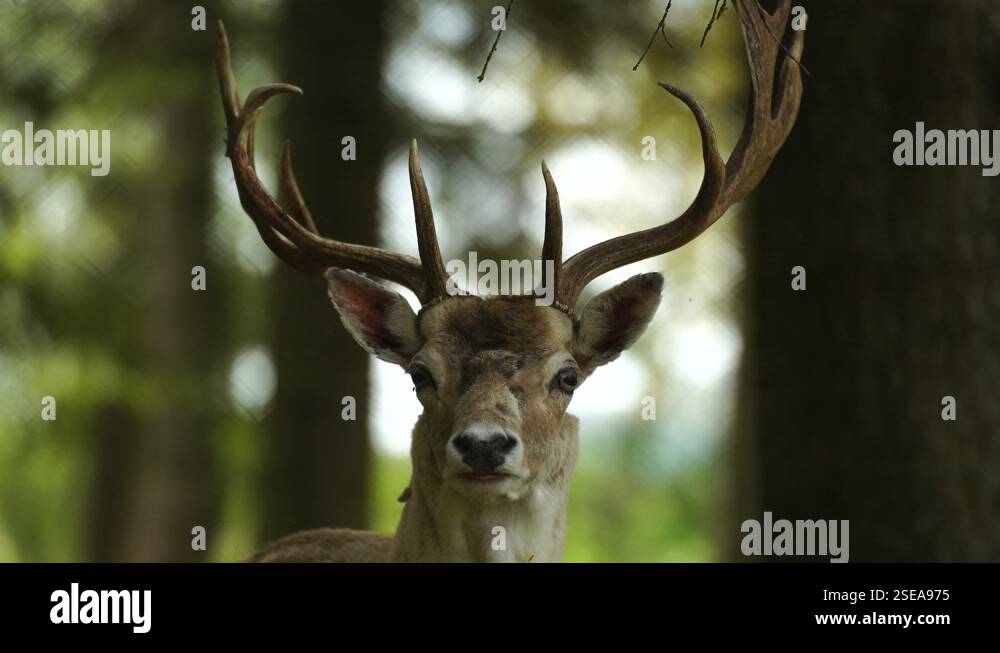 Whitetail deer trees Stock Videos & Footage - HD and 4K Video Clips - Alamy