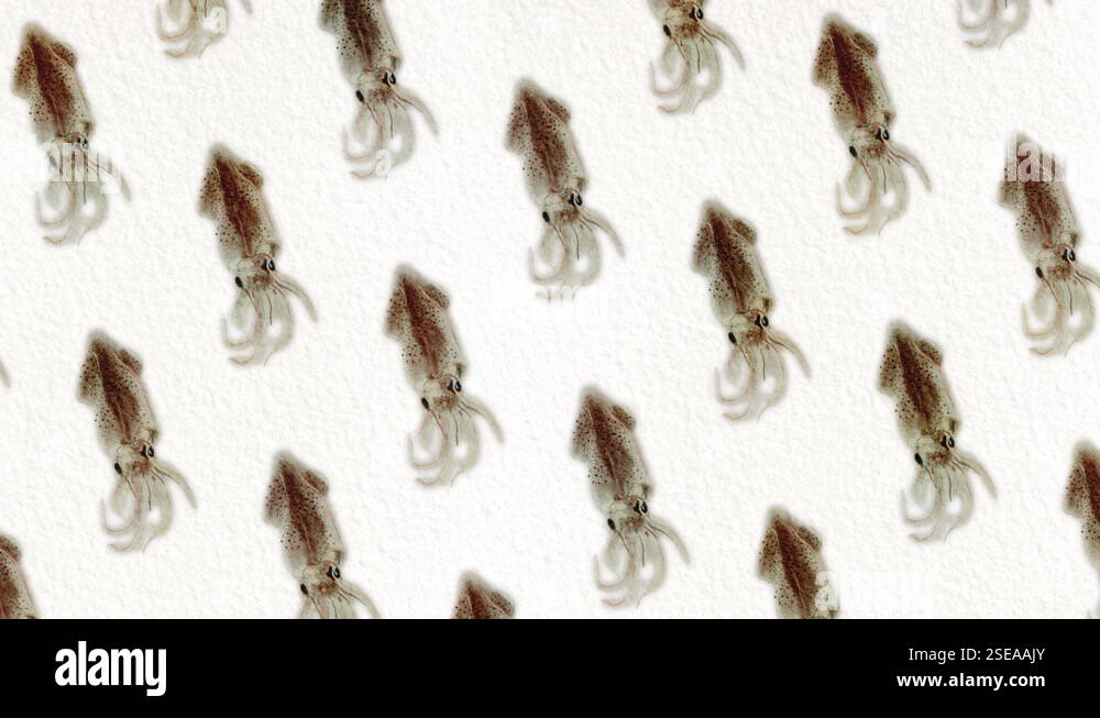 Squid pattern Stock Videos & Footage - HD and 4K Video Clips - Alamy