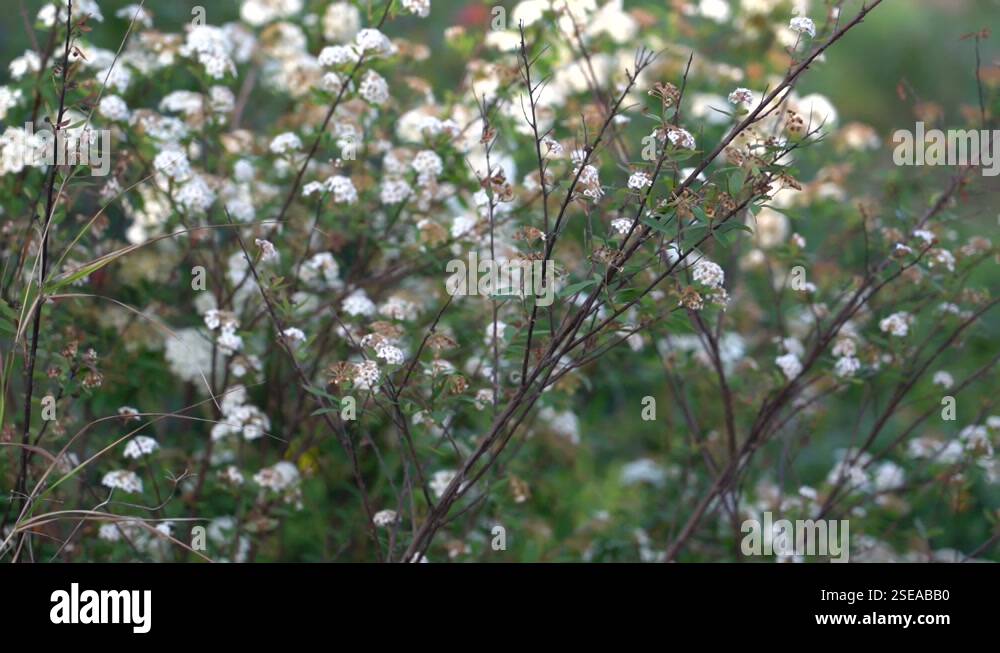 Little flowers Stock Videos & Footage - HD and 4K Video Clips - Alamy