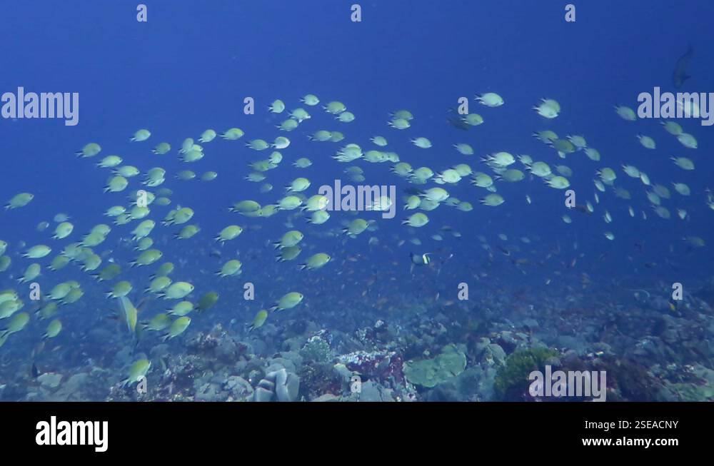 Small tropical fish swimming in a wave like formation above a coral ...