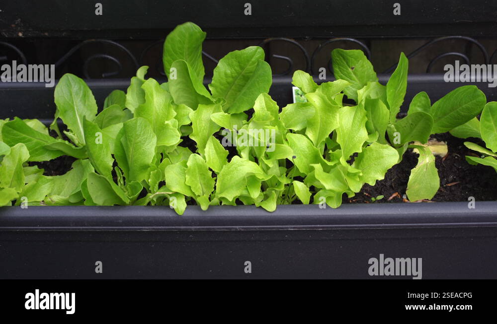 Lettuce organically growing in garden trough plastic container self ...