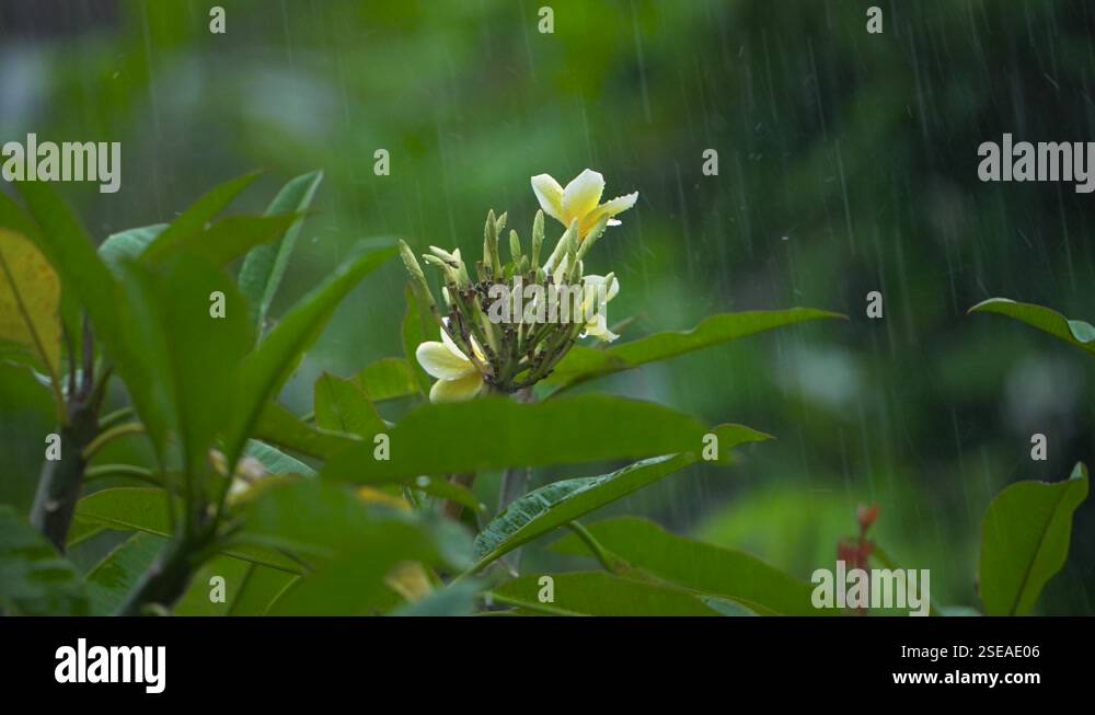 Close Up Shot of Rain Falling On Flower Stock Video Footage - Alamy