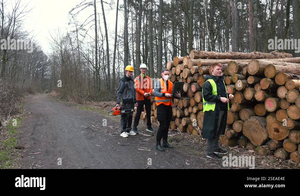 The logging team takes measurements of the logs before processing Stock ...