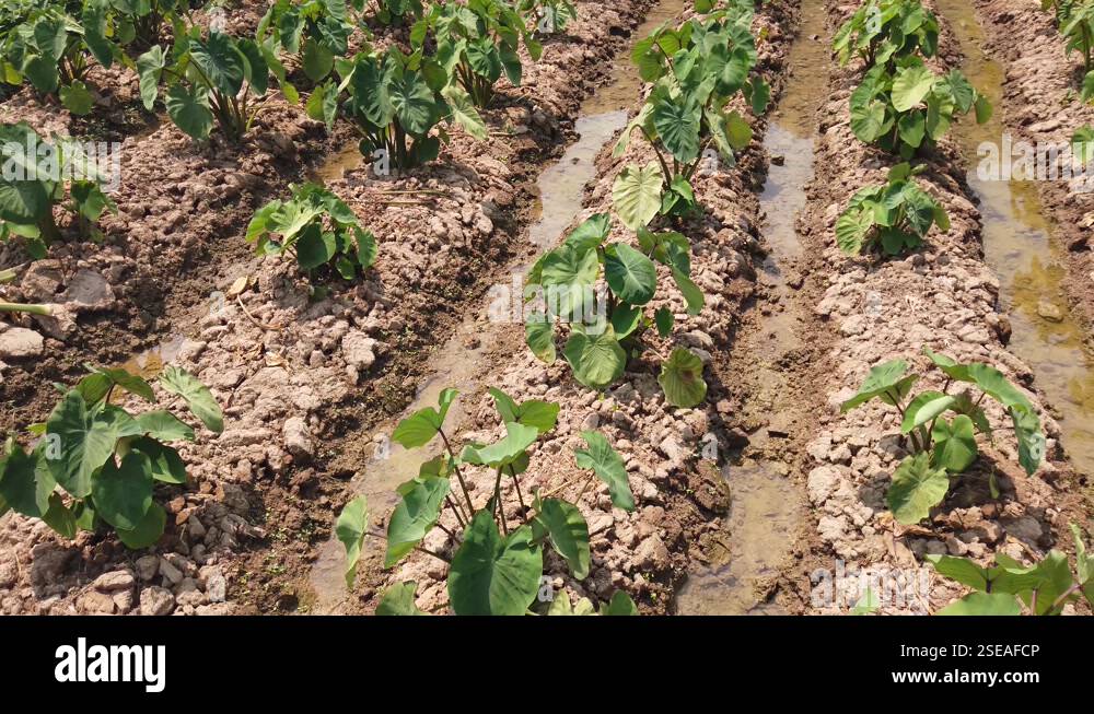 Native potato Stock Videos & Footage - HD and 4K Video Clips - Alamy