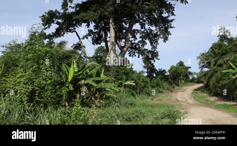 Giant tropical tree jungle forest Ghana Africa tilt up 4K Stock Video ...
