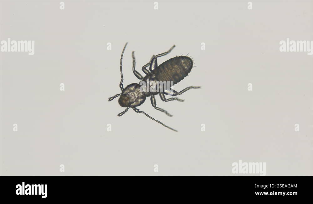 book lice Liposcelis sp. under the microscope, of the Liposcelidae ...