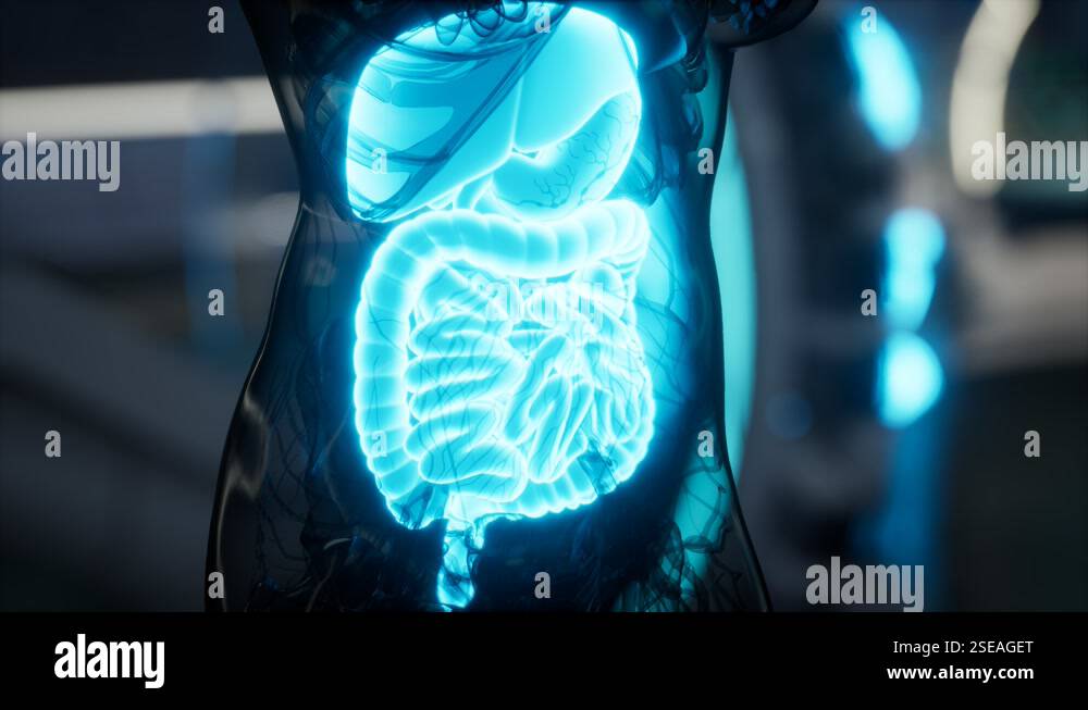 human digestive system anatomy exam in laboratory Stock Video Footage ...
