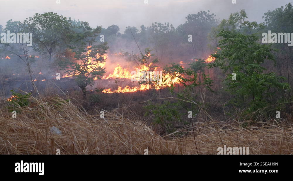 Fire Africa bush savannah wildfire forest trees grass 4K Stock Video ...