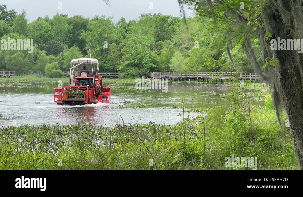Bright red amphibious tractor dredges vegetation from public pond water ...