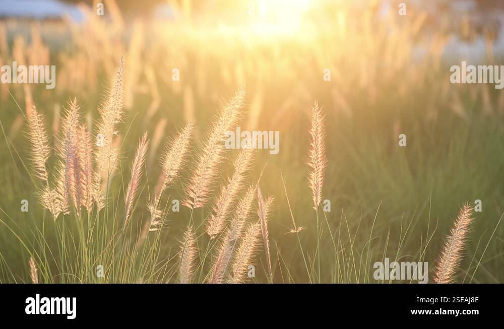 Backlit plants in the public park in Abu Dhabi swaying in the wind ...