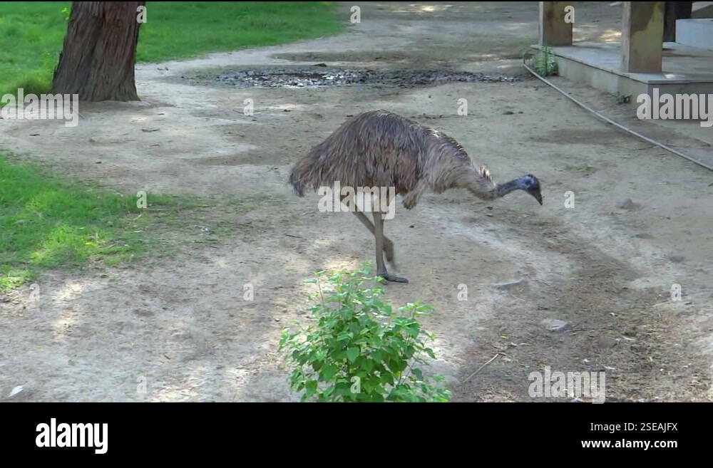 Emu birds in zoo, walking slowly next to building Stock Video Footage ...