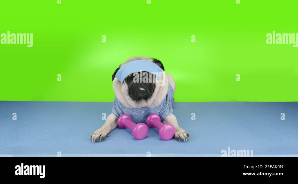 Funny cute pug dog do fitness. Lazy sport, tired of sport training ...