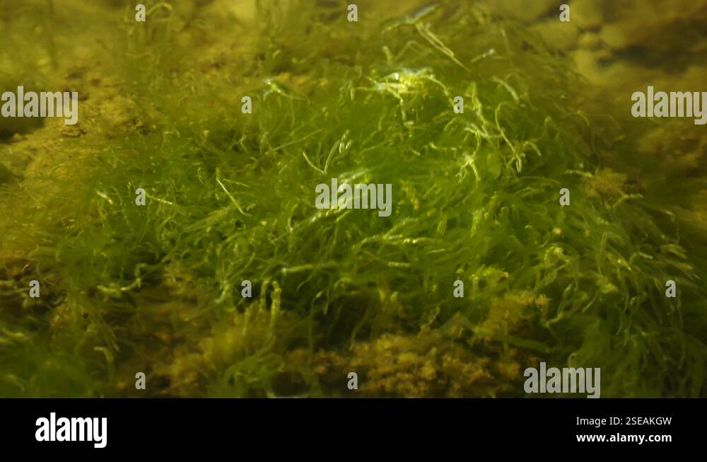 Sea algae with green leaves under calm water on the rocks of seabed ...