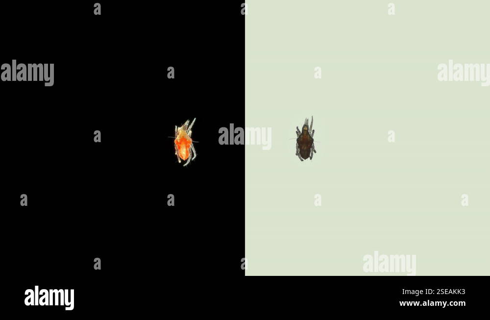 A predatory mite of the Cunaxidae family under a microscope Stock Video ...