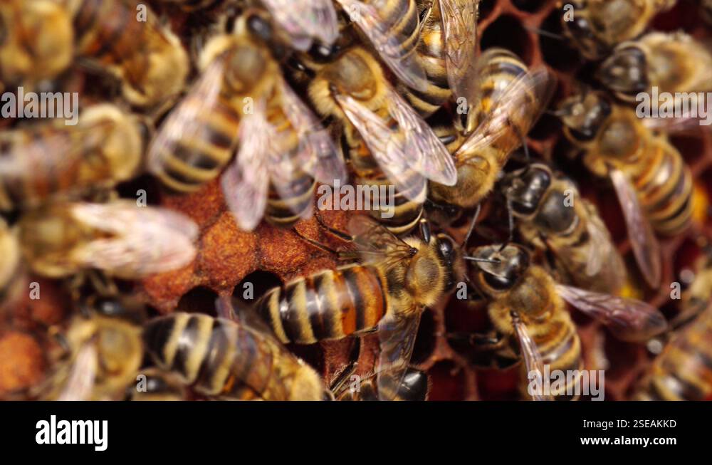 Capped worker brood, Sealed Brood, Bee Larvae and Eggs. A honey bee ...