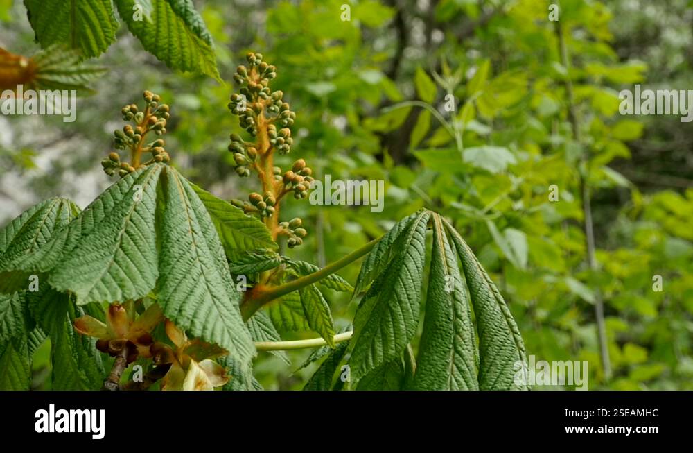 flower buds of a chestnut tree close-up, Aesculus hippocastanum, Horse ...