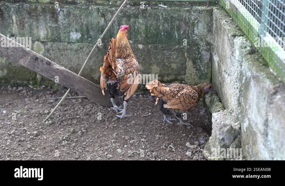 Hen and rooster scratching ground and foraging in outdoor chicken coop ...