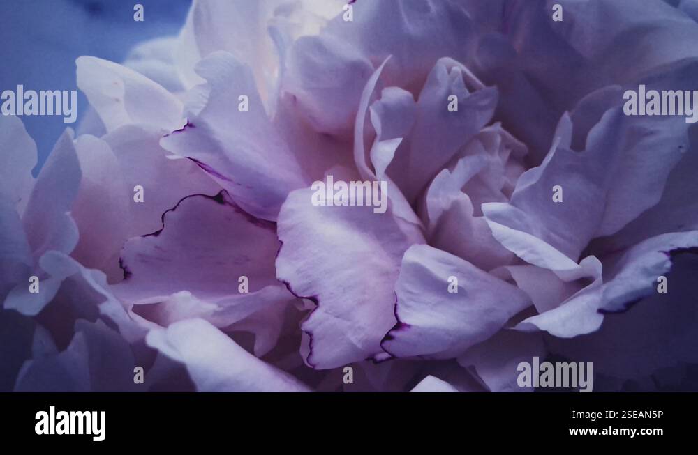 Dark violet peonies in bloom, purple peony flowers as holiday, wedding ...
