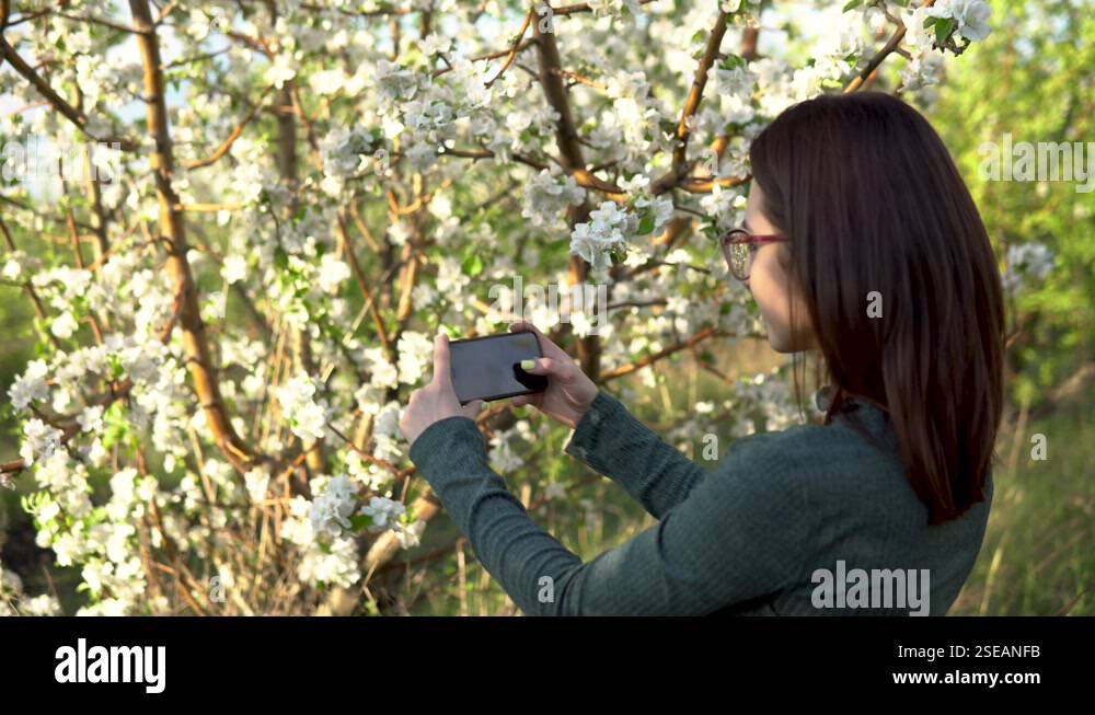 A young woman photographs a blossoming apple tree. Girl in the blooming ...