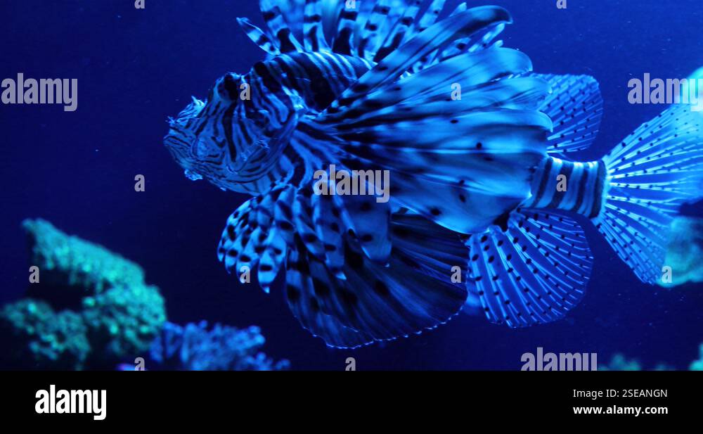 Zebra fish swimming in the depth Stock Video Footage - Alamy